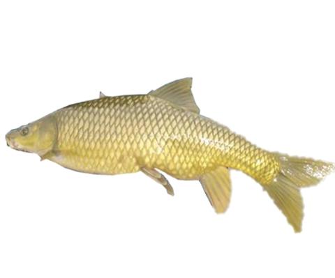 Fishing for Smallmouth yellowfish → Explore Catches, Top Baits & More!