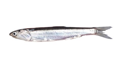 Fishing for Californian anchovy: Fish Species – FishAngler.com