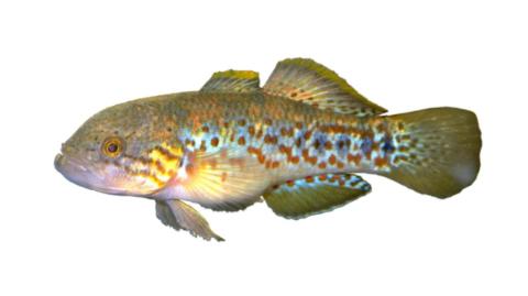 Fishing for Southern purplespotted gudgeon → Explore Catches, Top Baits ...