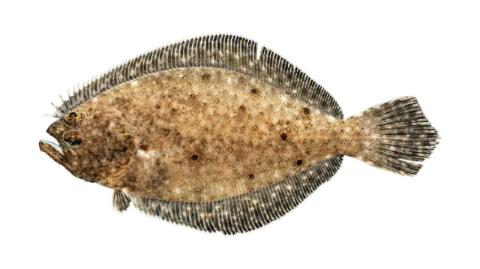 Fishing for Broad flounder → Explore Catches, Top Baits & More!