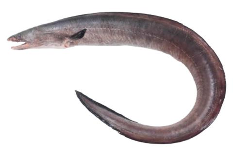 Fishing for Red pike conger → Explore Catches, Top Baits & More!