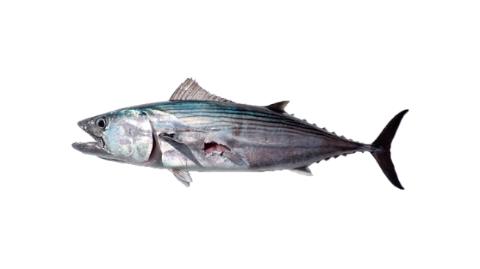 Fishing for Pacific Bonito: Fish Species – FishAngler.com
