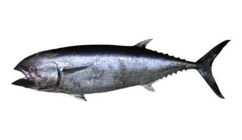 Fishing for Butterfly kingfish → Explore Catches, Top Baits & More!