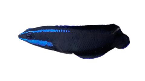 Fishing for Blue-striped dottyback → Explore Catches, Top Baits & More!