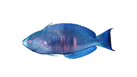 Fishing for Rust-banded wrasse: Fish Species – FishAngler.com
