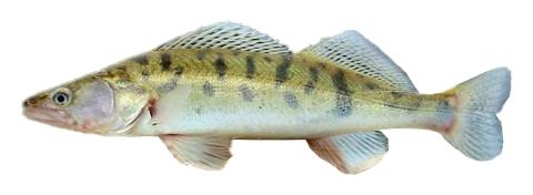 Fishing for Pike-perch → Explore Catches, Top Baits & More!