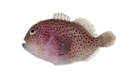 Fishing for Spotted coral croucher: Fish Species – FishAngler.com