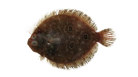 Fishing for Three spotted flounders → Explore Catches, Top Baits & More!