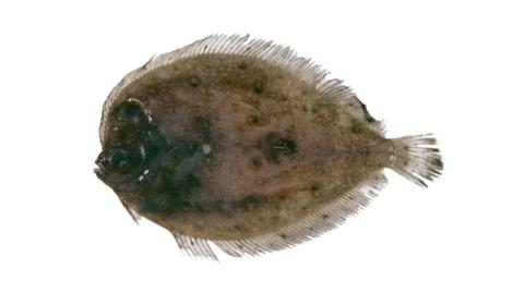 Fishing for Indo-Pacific oval flounder → Explore Catches, Top Baits & More!