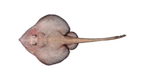 Fishing for Bigelow's ray: Fish Species – FishAngler.com