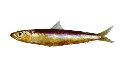 Fishing for Red-eye round herring → Explore Catches, Top Baits & More!