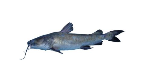 Fishing for Congo sea catfish: Fish Species – FishAngler.com