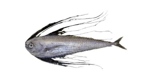 Fishing for Pacific fanfish: Fish Species – FishAngler.com