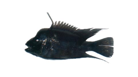 Fishing for Black midas cichlid → Explore Catches, Top Baits & More!