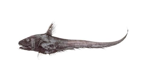 Fishing for Naked snout rattail → Explore Catches, Top Baits & More!