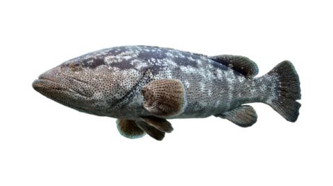 Fishing for Malabar grouper → Explore Catches, Top Baits & More!