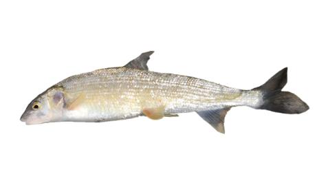Fishing for Mountain whitefish → Explore Catches, Top Baits & More!