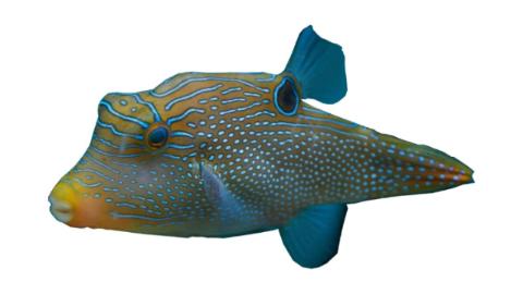 Fishing for Papuan toby: Fish Species – FishAngler.com