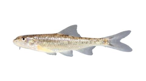 Fishing for Speckled chub: Fish Species – FishAngler.com
