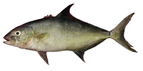 Fishing for Almaco Jack → Explore Catches, Top Baits & More!