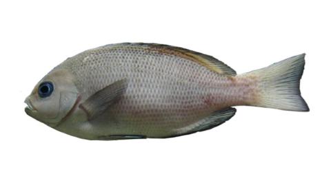Fishing for Largescale blackfish: Fish Species – FishAngler.com