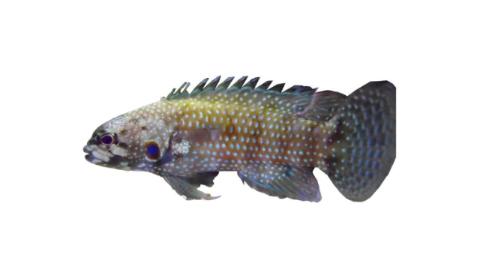 Fishing for Bluegill longfin → Explore Catches, Top Baits & More!