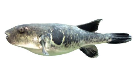 Fishing for Japanese pufferfish → Explore Catches, Top Baits & More!