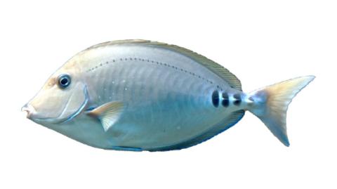 Fishing for Scalpel sawtail: Fish Species – FishAngler.com