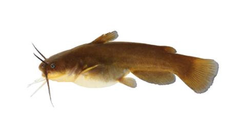 Fishing for Yellow bullhead: Fish Species – FishAngler.com