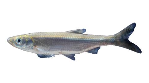 Fishing for Sharpbelly: Fish Species – FishAngler.com