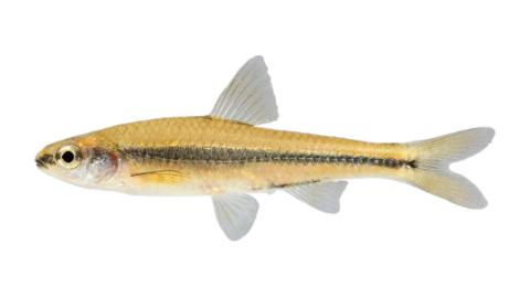 Fishing for Weed shiner: Fish Species – FishAngler.com