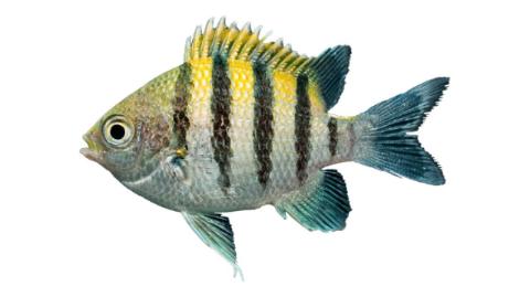 Fishing for Sergeant-major: Fish Species – FishAngler.com