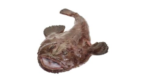 Fishing for Blackfin goosefish: Fish Species – FishAngler.com