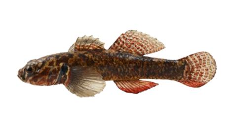 Fishing for Redfinned bully → Explore Catches, Top Baits & More!