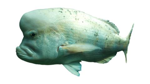 Fishing for Red stumpnose seabream: Fish Species – FishAngler.com