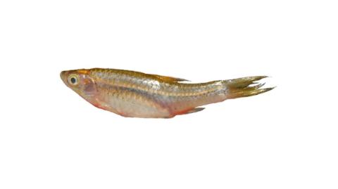 Fishing for Rosefin rasbora → Explore Catches, Top Baits & More!