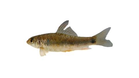 Fishing for Nukta → Explore Catches, Top Baits & More!