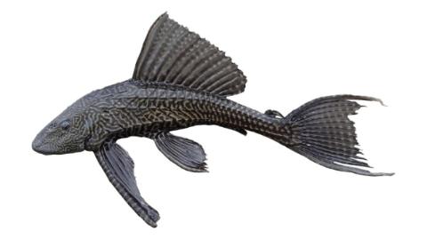 Fishing for Vermiculated sailfin catfish → Explore Catches, Top Baits ...