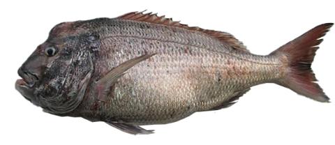 Fishing for Pink dentex → Explore Catches, Top Baits & More!