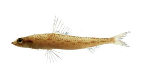 Fishing for Offshore lizardfish → Explore Catches, Top Baits & More!