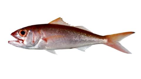 Fishing for Pale snapper: Fish Species – FishAngler.com