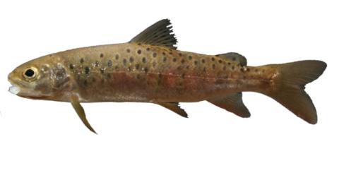 Fishing for Lenok → Explore Catches, Top Baits & More!