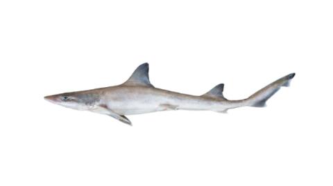 Fishing for Eastern spotted gummy shark → Explore Catches, Top Baits ...