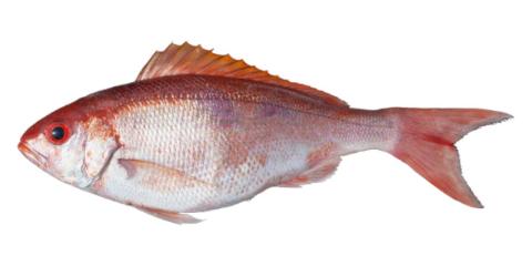 Fishing for Vermilion snapper → Explore Catches, Top Baits & More!