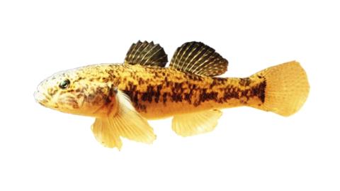 Fishing for Common bully → Explore Catches, Top Baits & More!