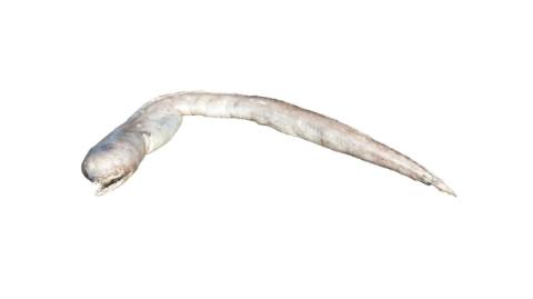 Fishing for Snaggle-toothed snake-eel → Explore Catches, Top Baits & More!