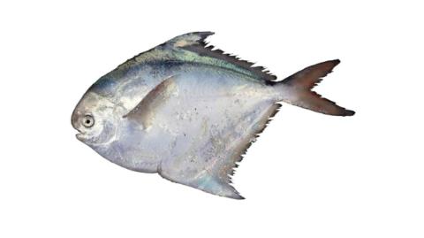 Fishing for Silver pomfret → Explore Catches, Top Baits & More!