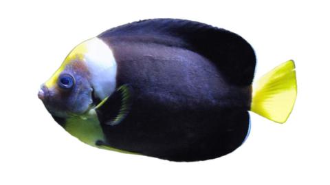 Fishing for Queensland yellowtail angelfish: Fish Species – FishAngler.com