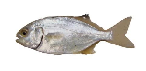 Fishing for Florida pompano: Fish Species – FishAngler.com