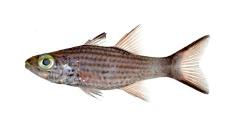 Fishing for Large toothed cardinalfish: Fish Species – FishAngler.com